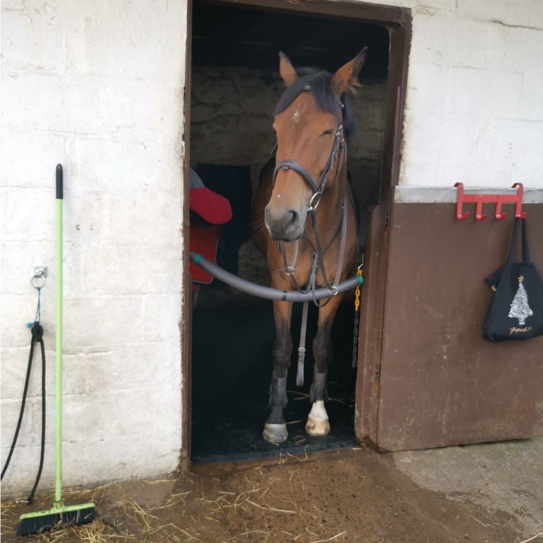 Equifloor Stable Mats Saddle Up At Milndavie Farm Riding Centre
